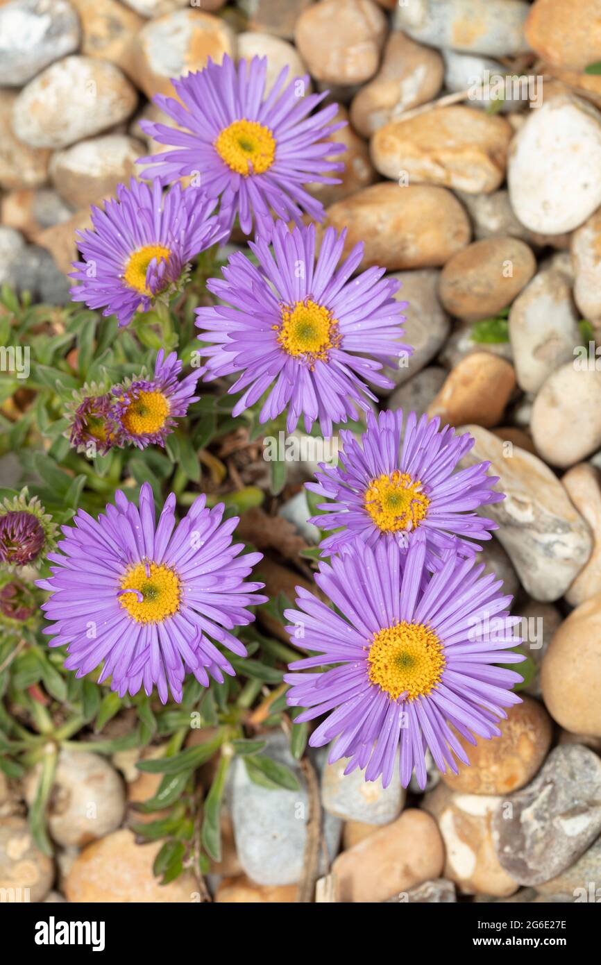 Aster alpinus ‘Goliath’, Alpine aster ‘Goliath' flowering in a rock ...