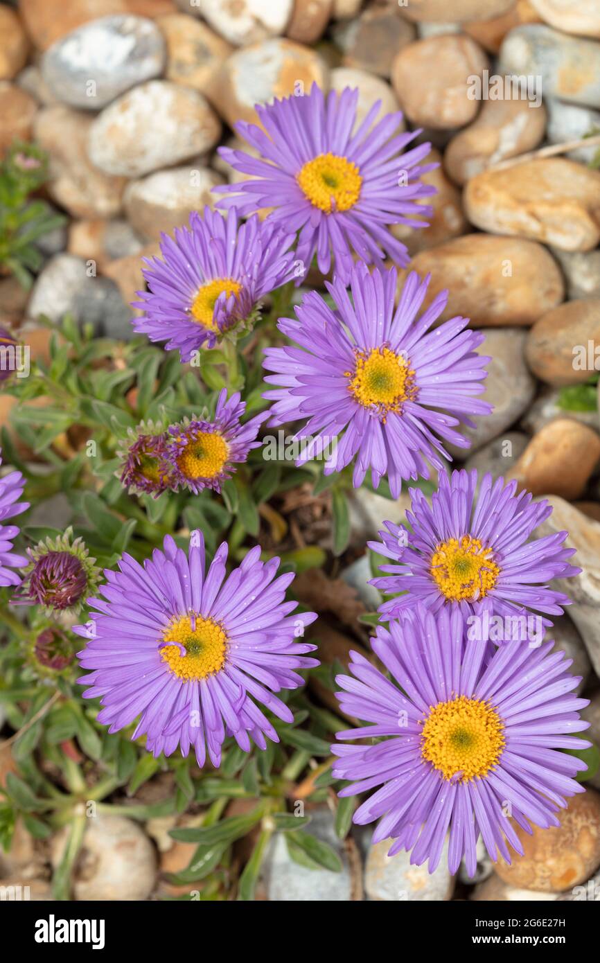 Aster alpinus ‘Goliath’, Alpine aster ‘Goliath' flowering in a rock ...