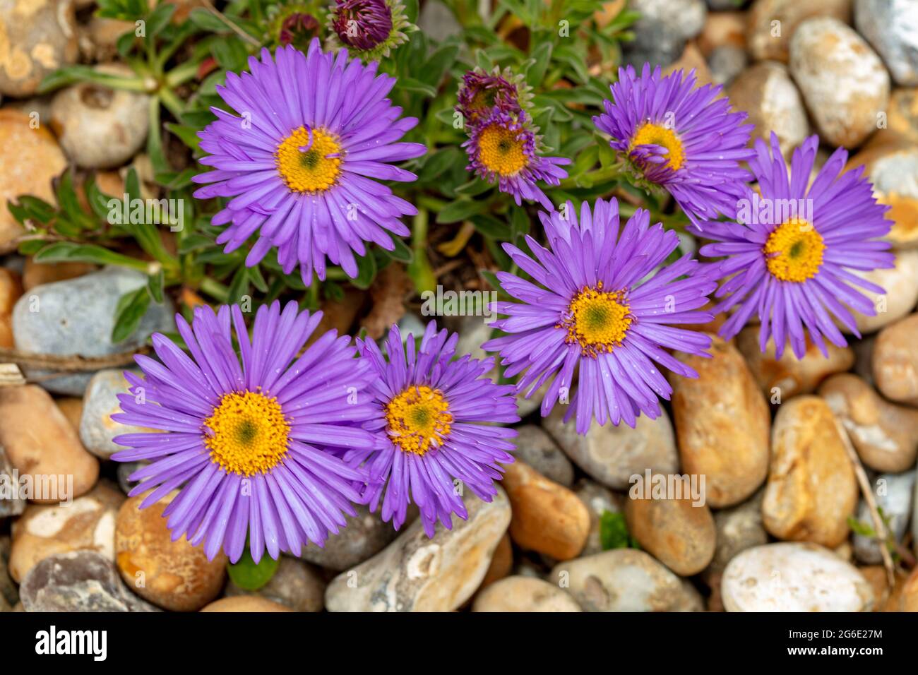 Aster alpinus ‘Goliath’, Alpine aster ‘Goliath' flowering in a rock garden setting Stock Photo ...