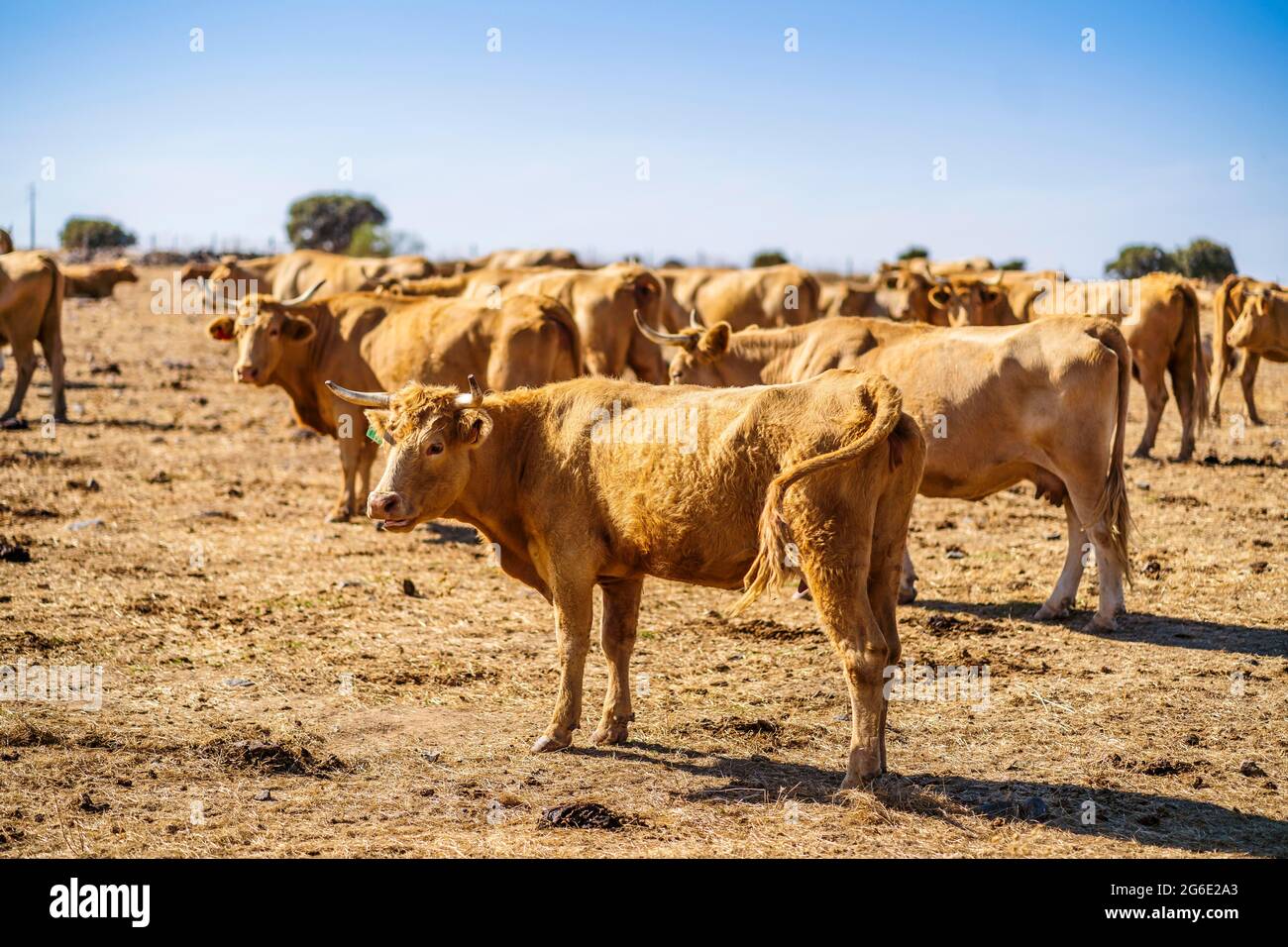 Herd of cattle on the farm in Alentejo during sunny day, Portugal Stock ...