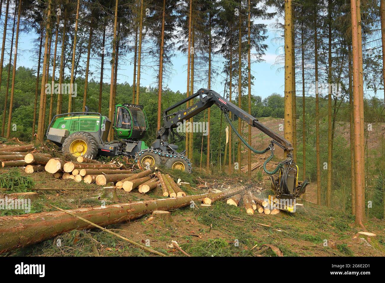 Harvester harvesting spruce infested with Grained spruce bark beetle ...