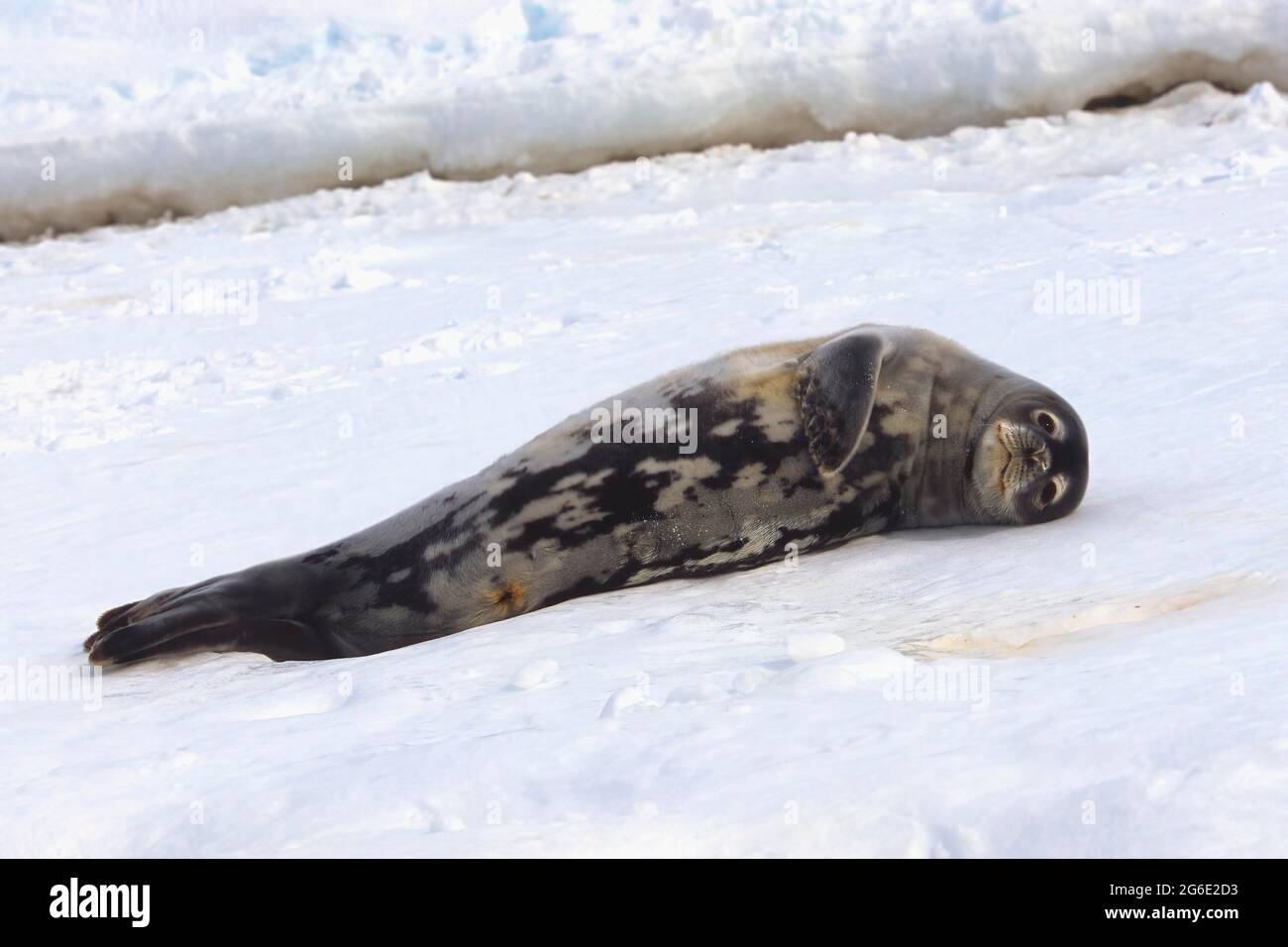Atka bay hi-res stock photography and images - Alamy