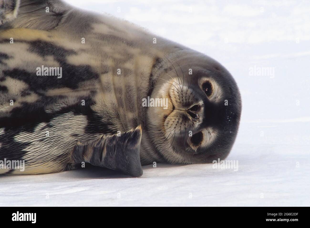 Atka bay hi-res stock photography and images - Alamy