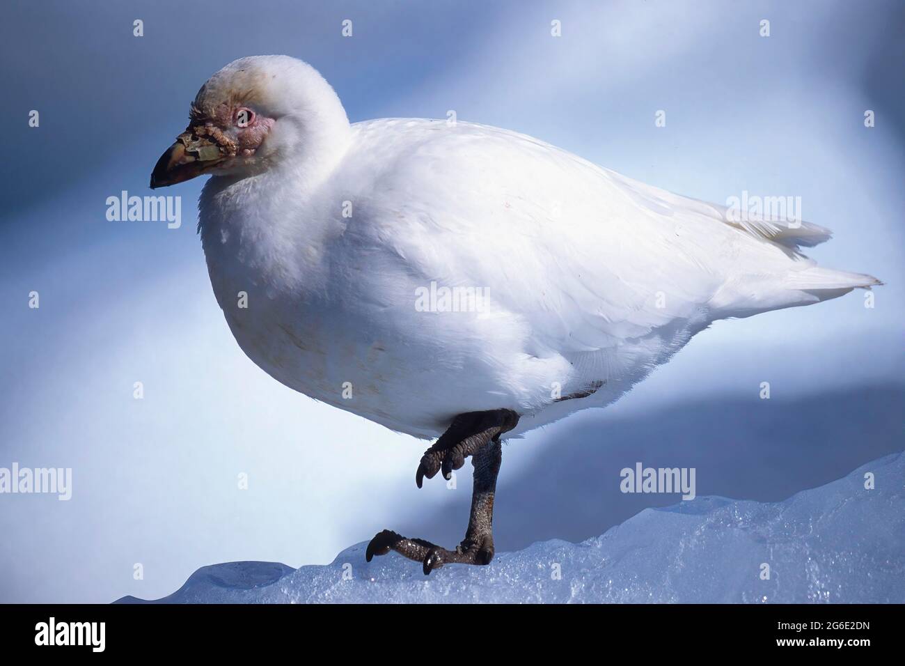 Snowy Sheatbill (Chionis albus), Paulet Island, Antarctica Stock Photo ...