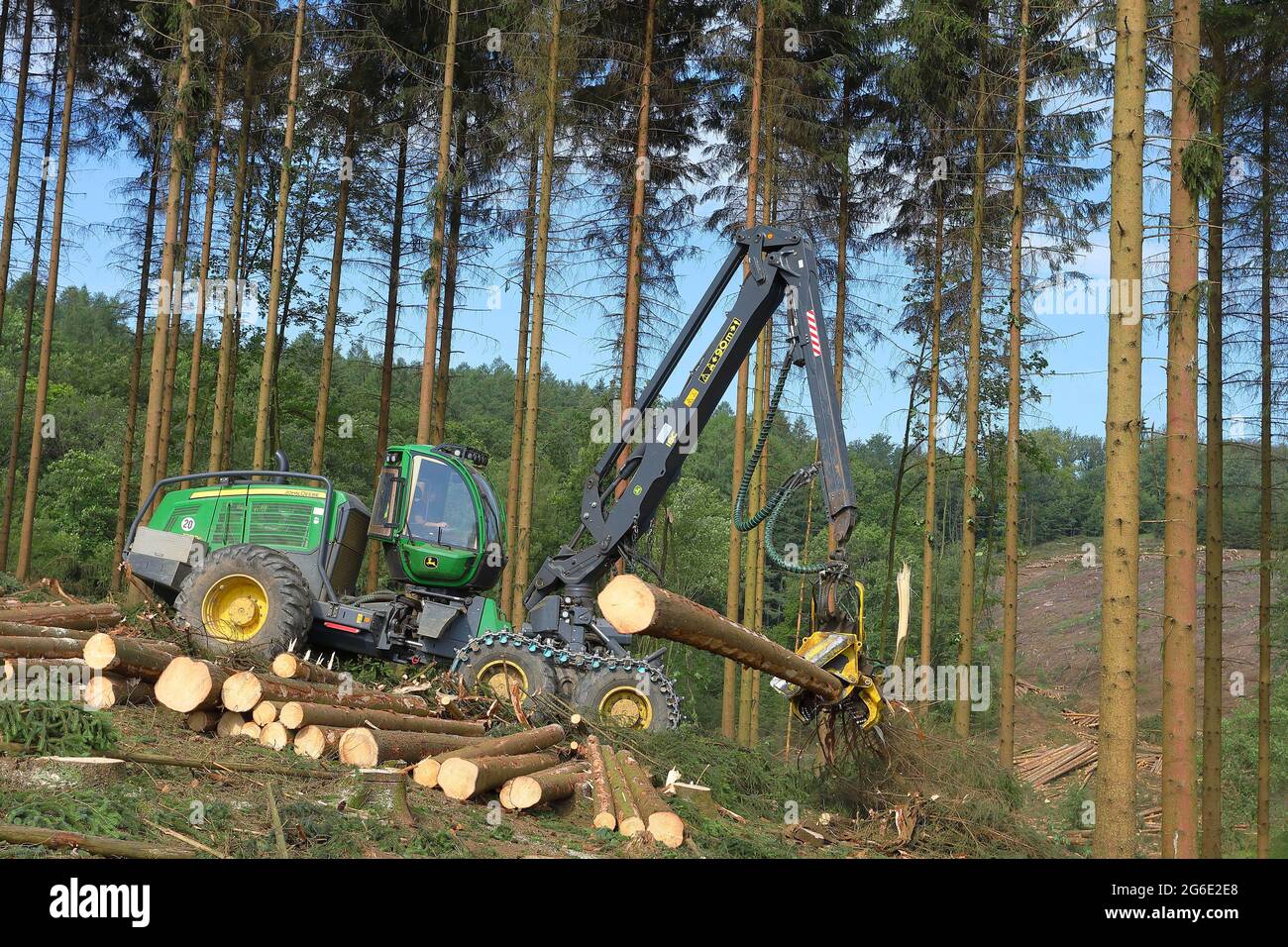 Harvester harvesting spruce infested with Grained spruce bark beetle ...