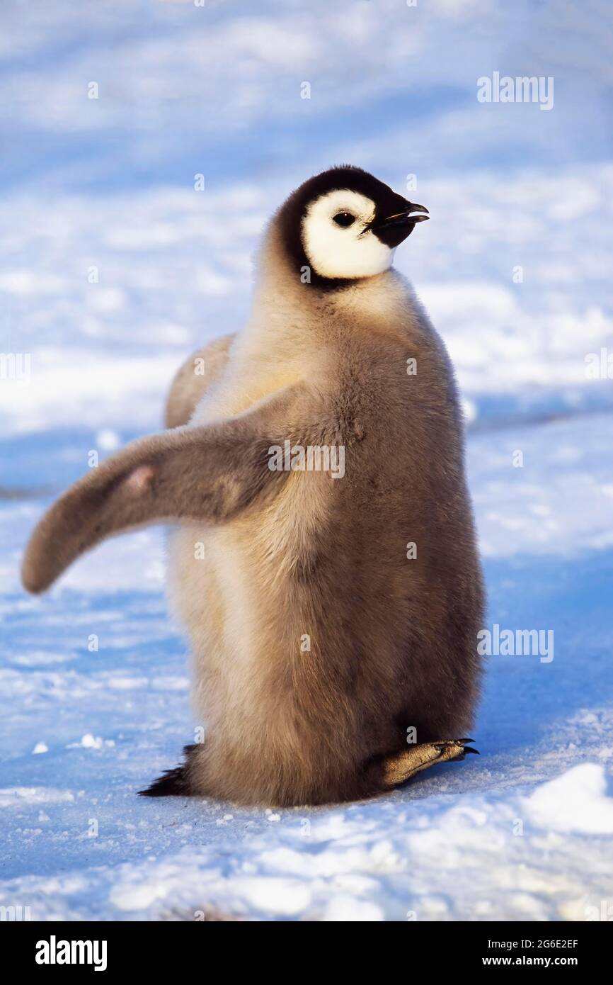Antarctica an emperor penguin hi-res stock photography and images - Alamy