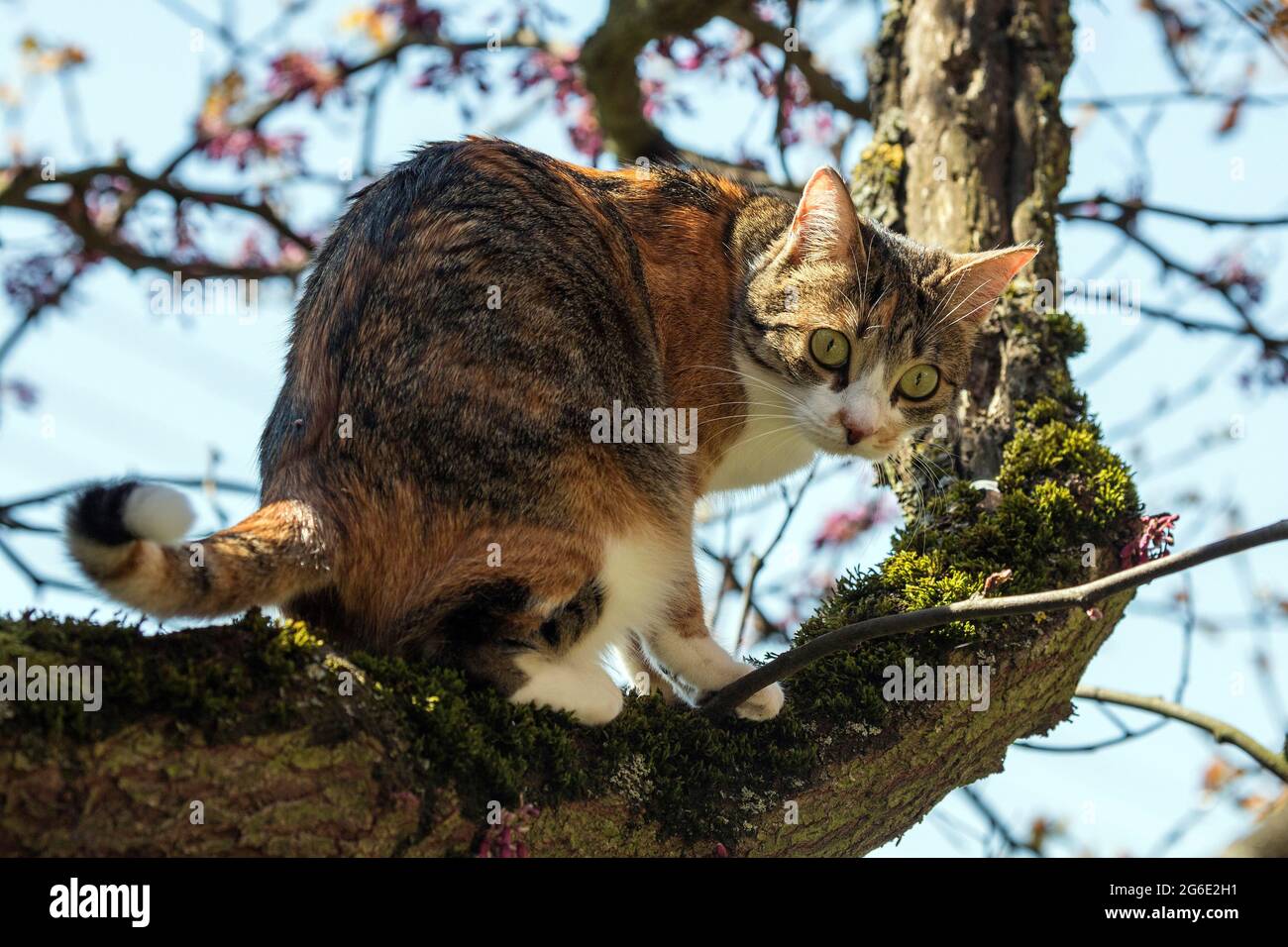Cat (Felis catus), European shorthair, cat, tricolour, tortoiseshell ...