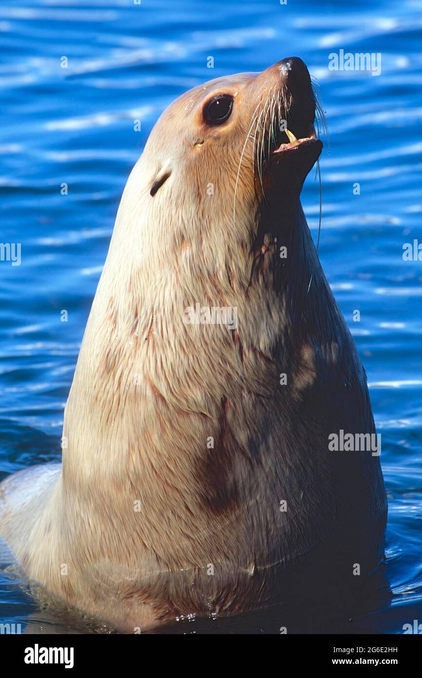 Blonde Antarctic Fur Seal (Arctocephalus gazelle), Prion Island, South ...