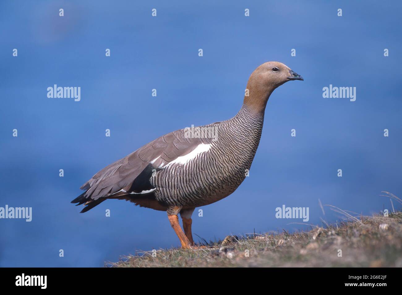 Chloephaga rubidiceps hi-res stock photography and images - Alamy