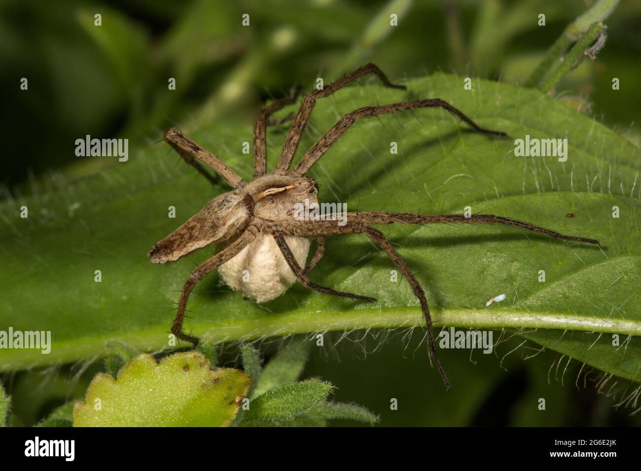 Spider cocoon hi-res stock photography and images - Alamy