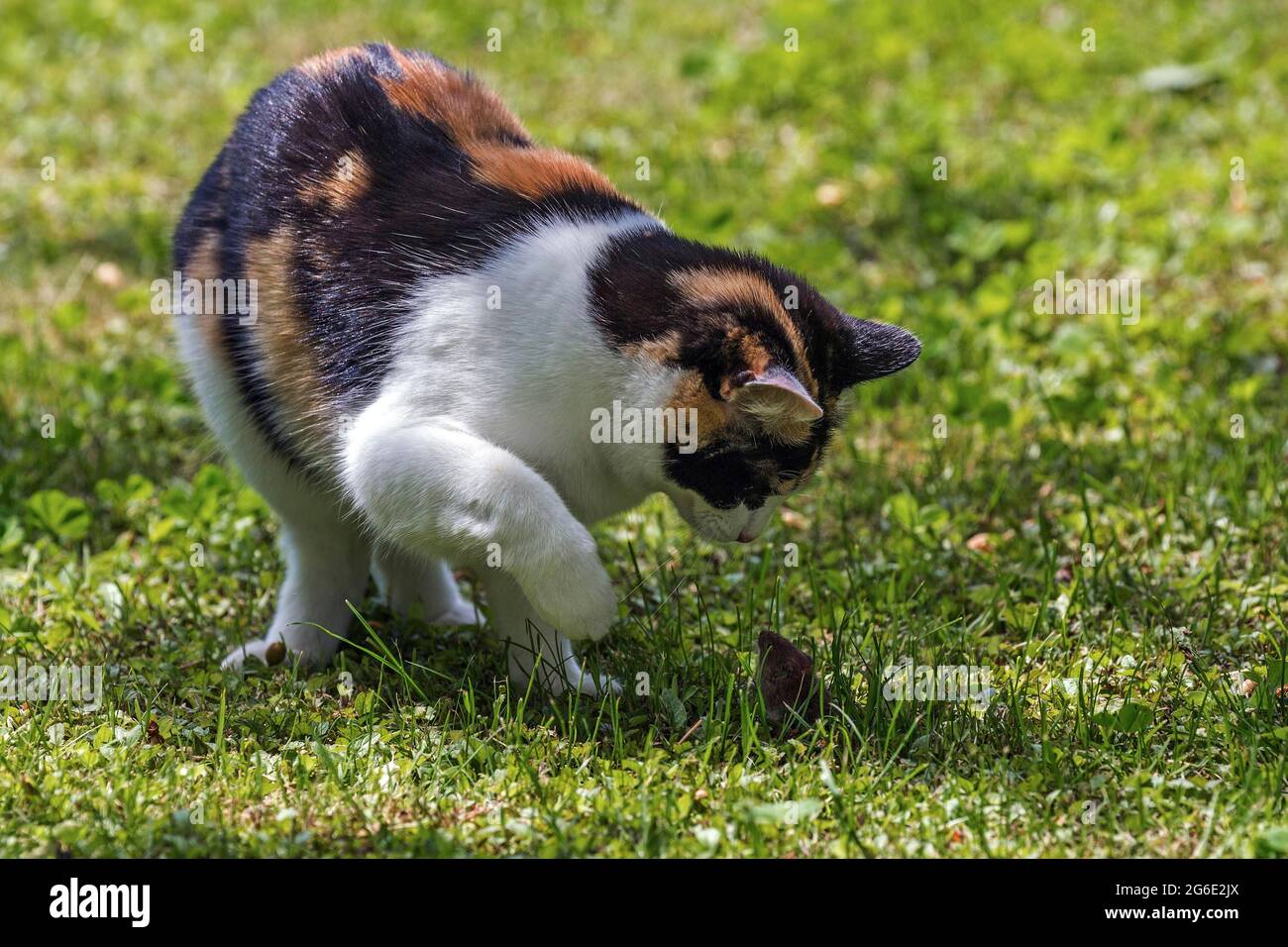 Cat (Felis catus), European shorthair, cat, tricolour, tortoiseshell ...