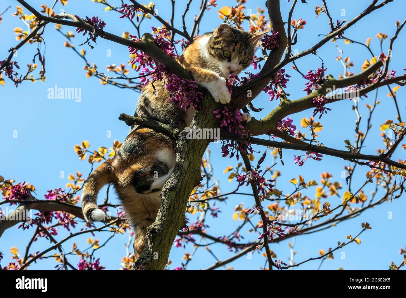 Cat (Felis catus), European shorthair, cat, tricolour, tortoiseshell ...