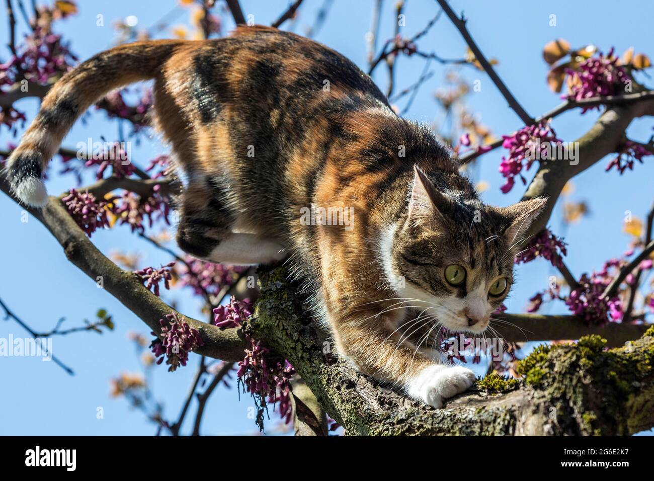 Cat (Felis catus), European shorthair, cat, tricolour, tortoiseshell ...