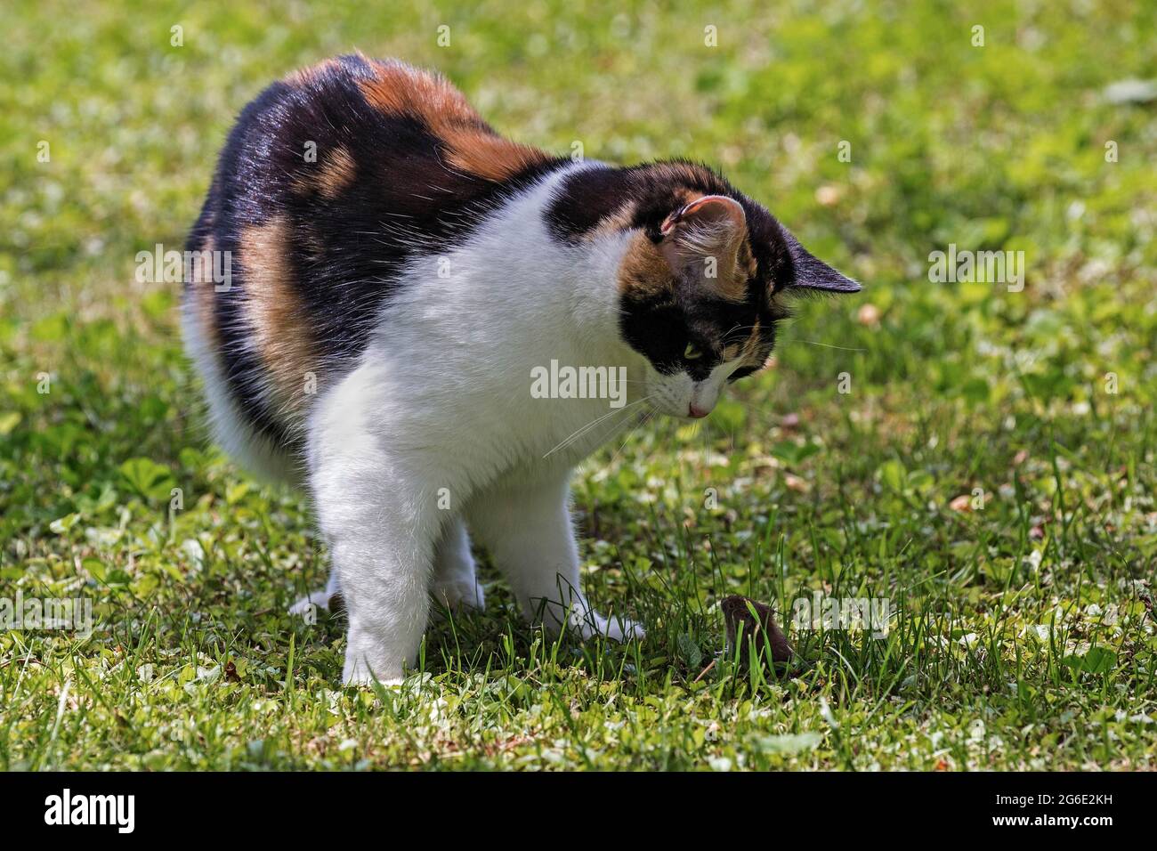 Cat (Felis catus), European shorthair, cat, tricolour, tortoiseshell ... Cat (Felis catus), European shorthair, cat, tricolour, tortoiseshell ...