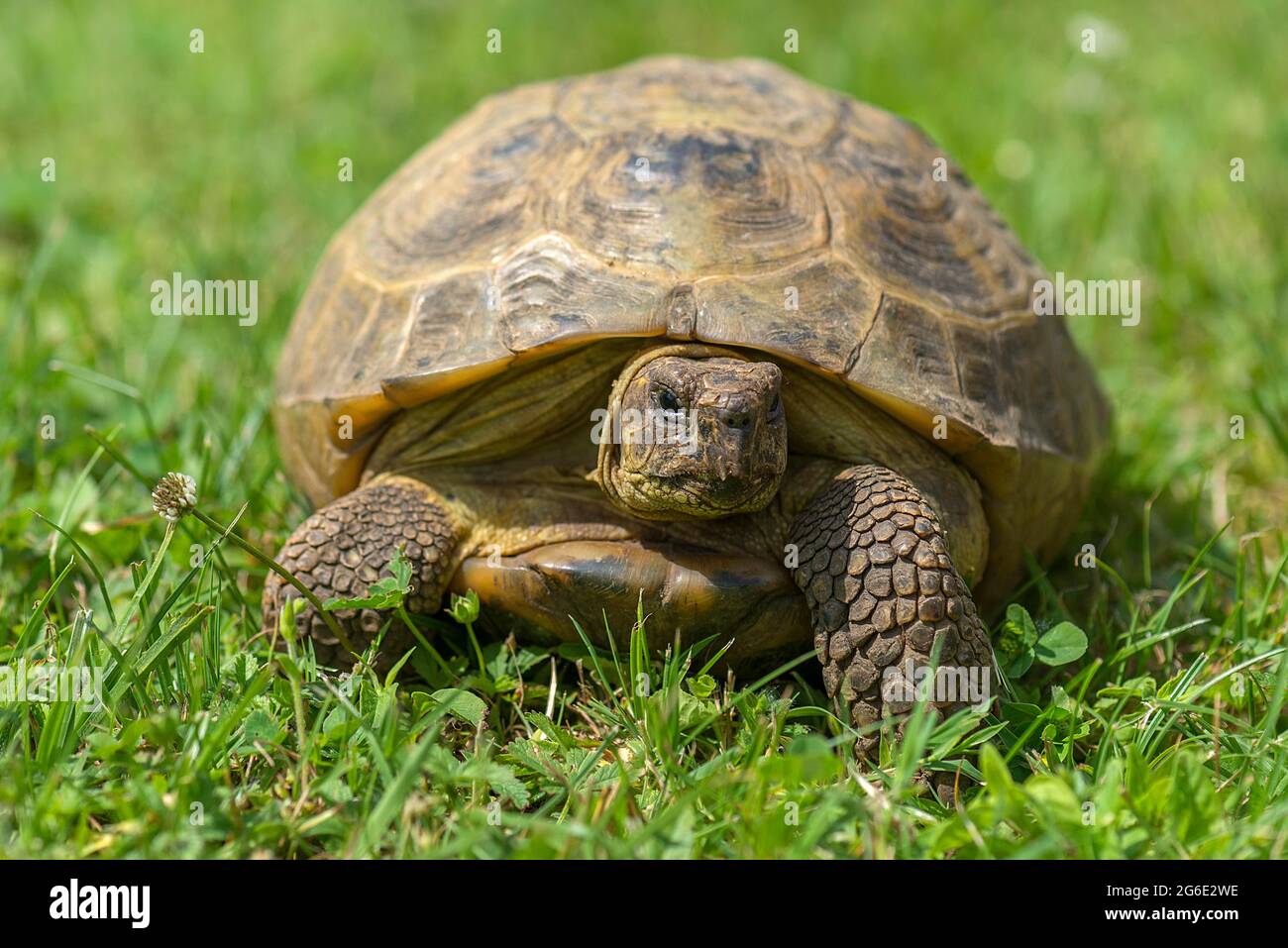 Tortoise (Testudinidae) in grass, Bavaria, Germany Stock Photo - Alamy