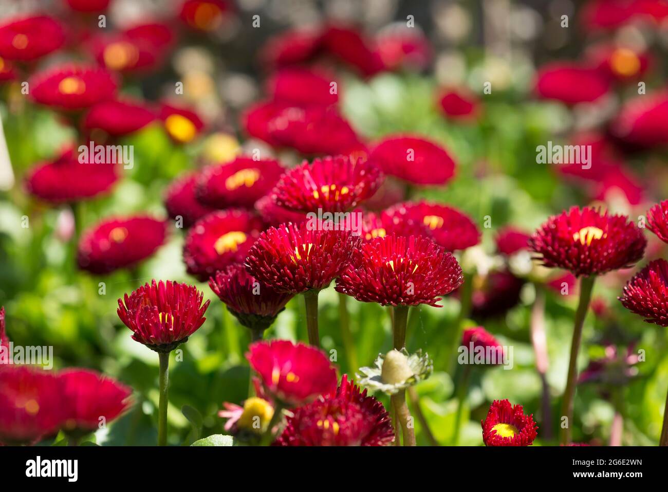 Red flowering Common daisy (Bellis perennis), Bavaria, Germany Stock ...