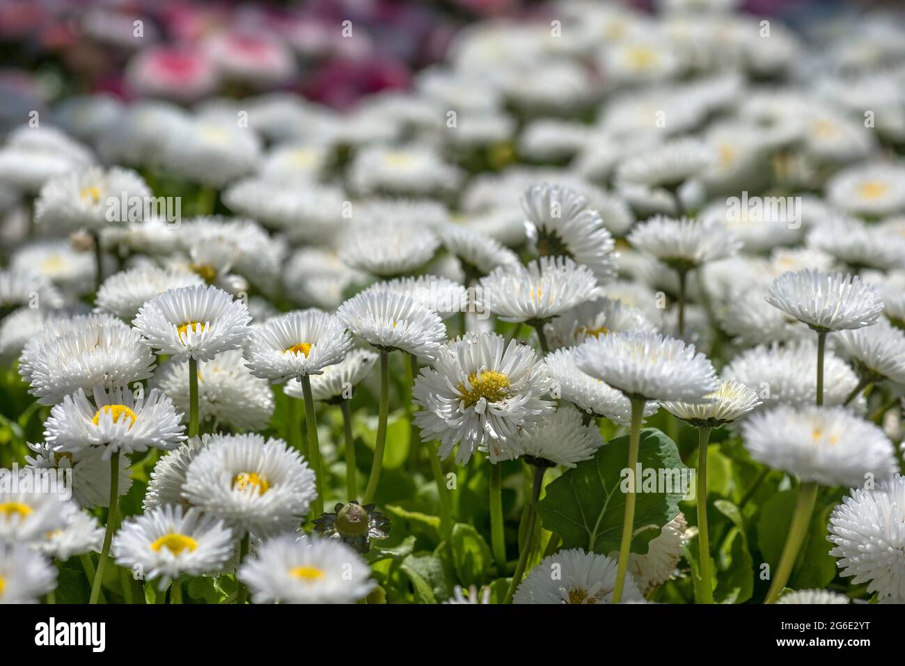 White flowering Common daisy (Bellis perennis), Bavaria, Germany Stock ...