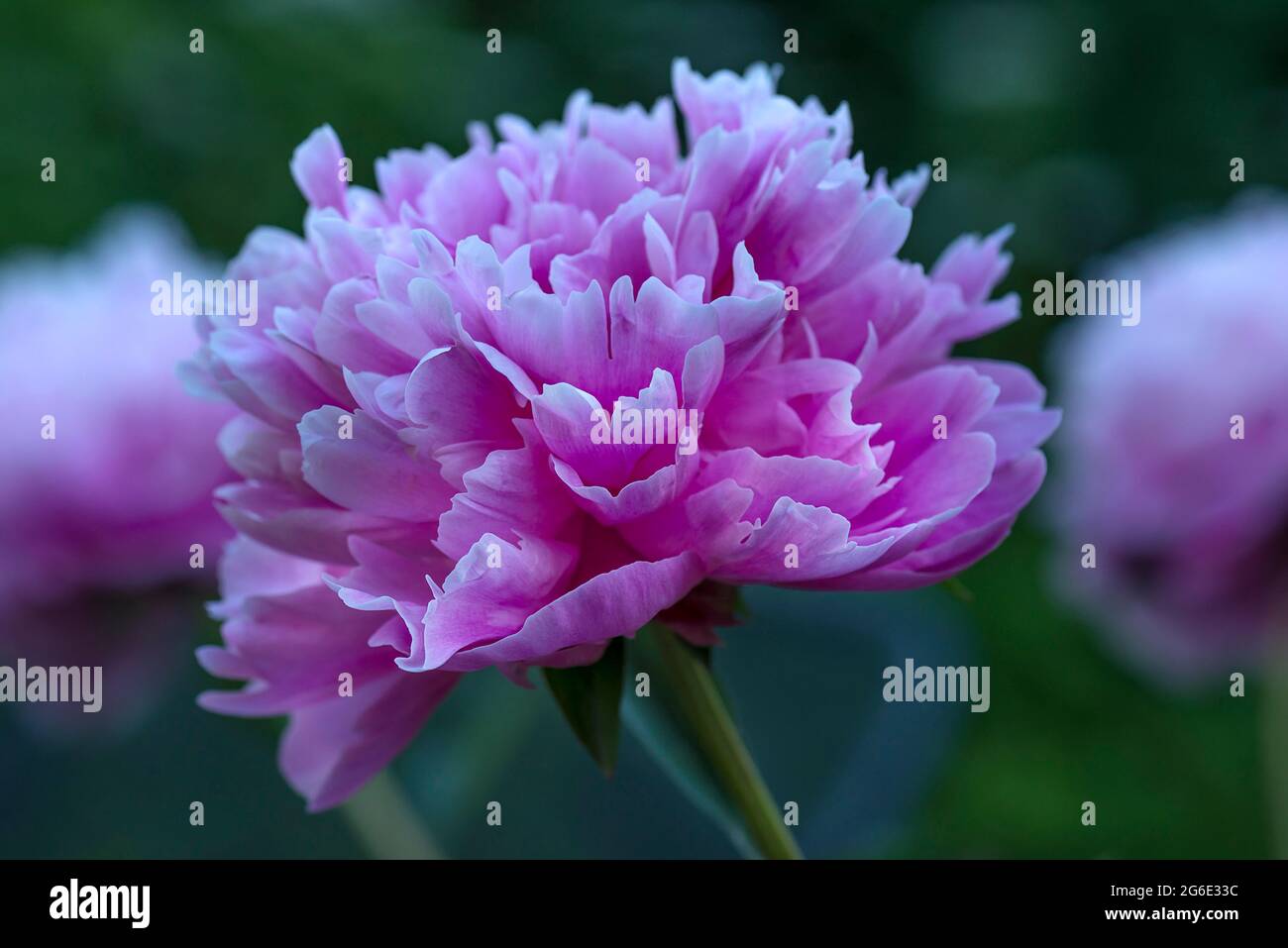 Flower of a peony (Peonia) Bavaria, Germany Stock Photo - Alamy