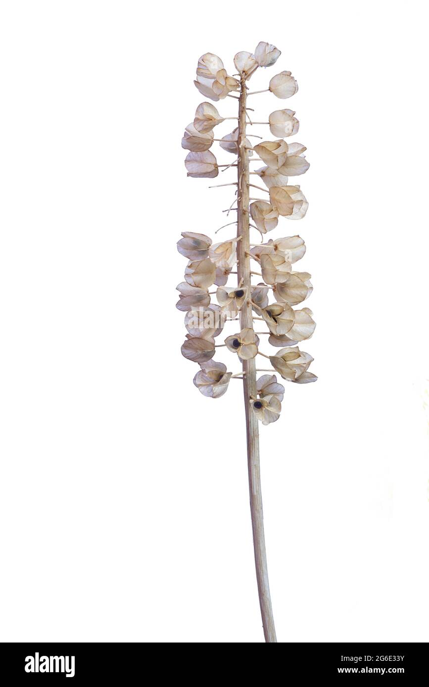 Seed head of a Grape hyacinth (Muscari) on white background, studio ...