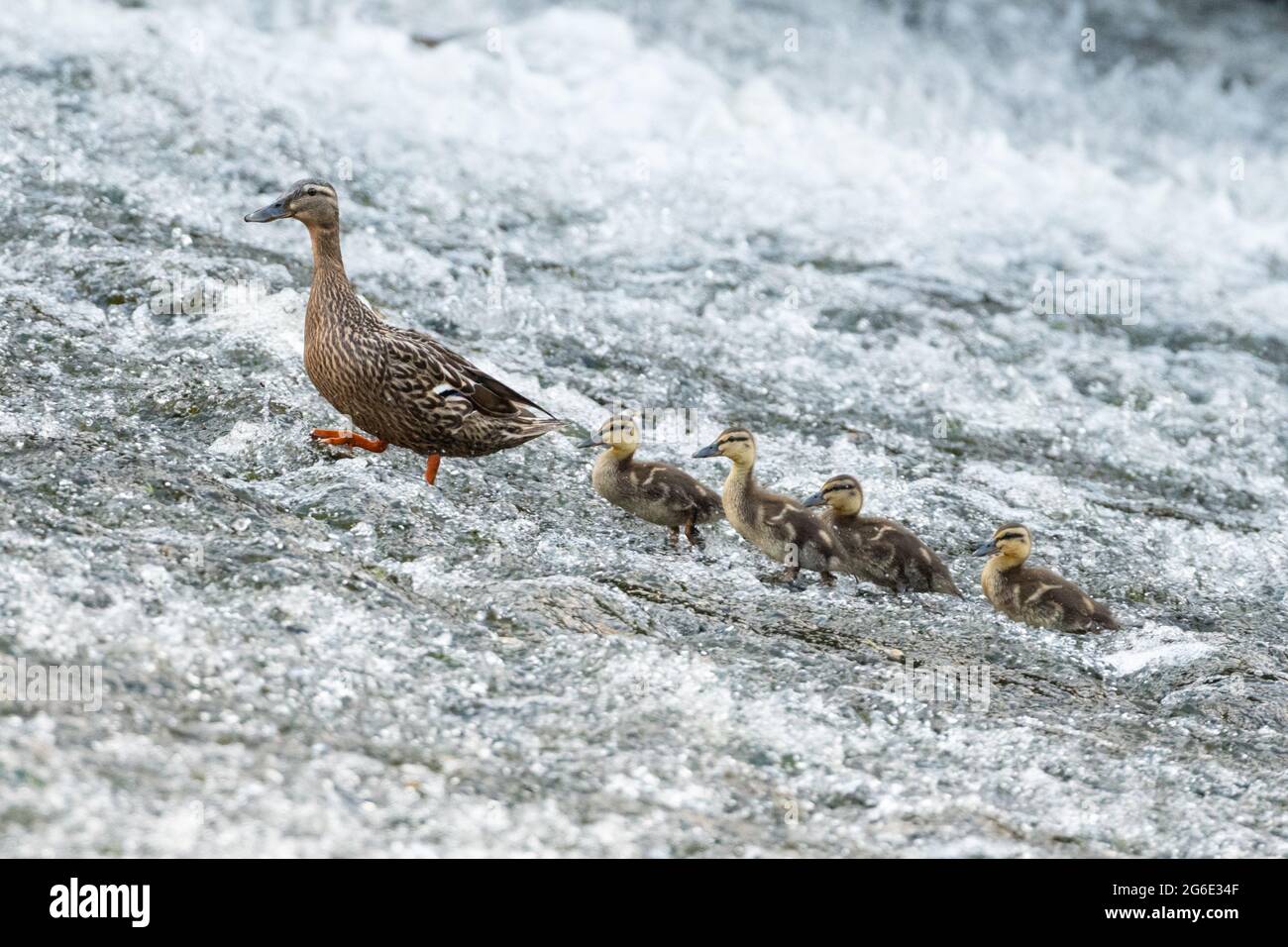 Duck and ducklings walking hi-res stock photography and images - Alamy