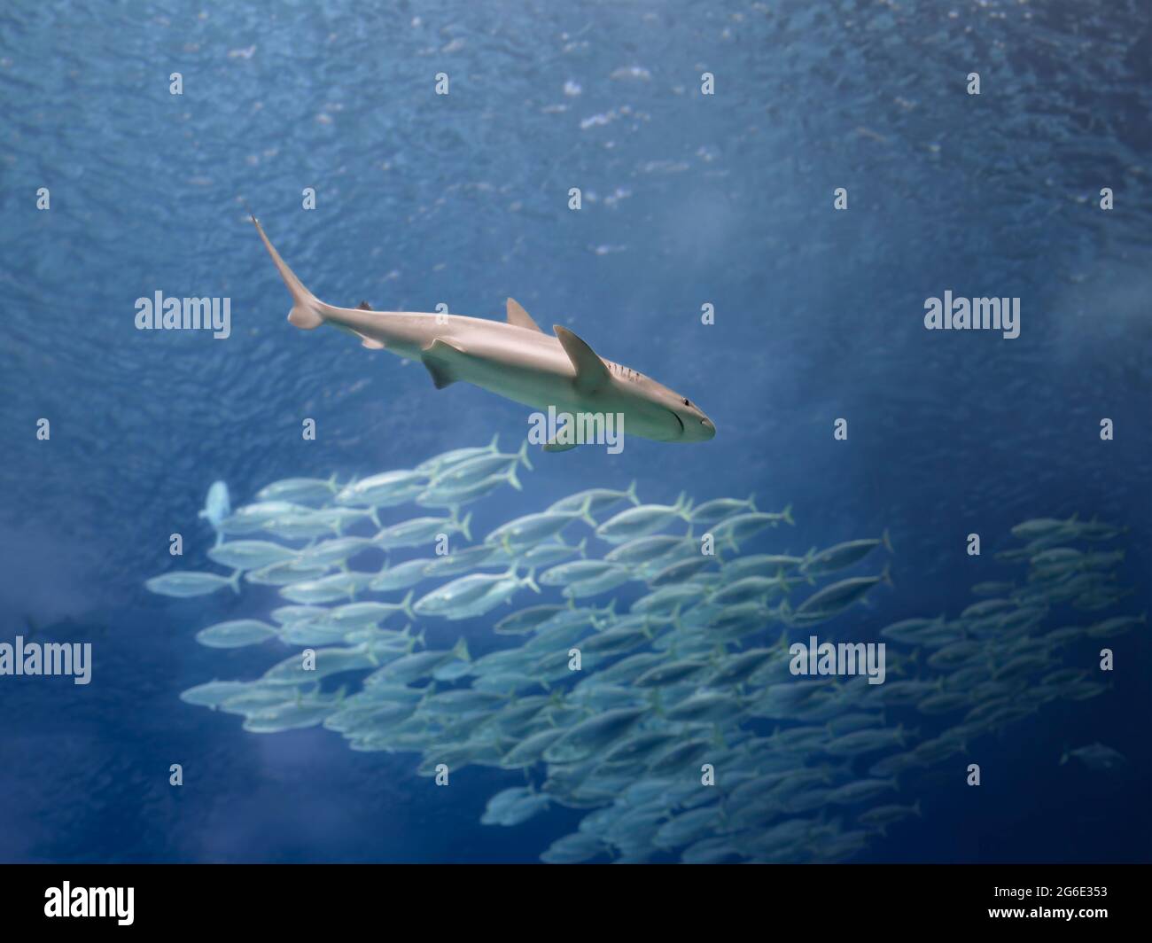Mackerel fish swimming hi-res stock photography and images - Alamy