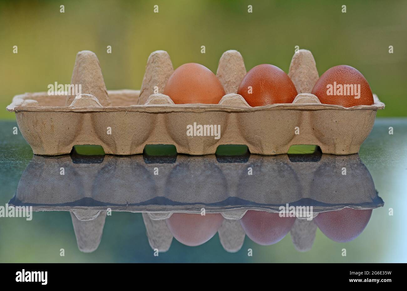 Three brown eggs in an egg carton with reflection, Germany Stock Photo ...