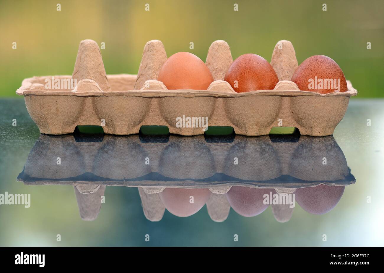 Three brown eggs in an egg carton with reflection, Germany Stock Photo ...
