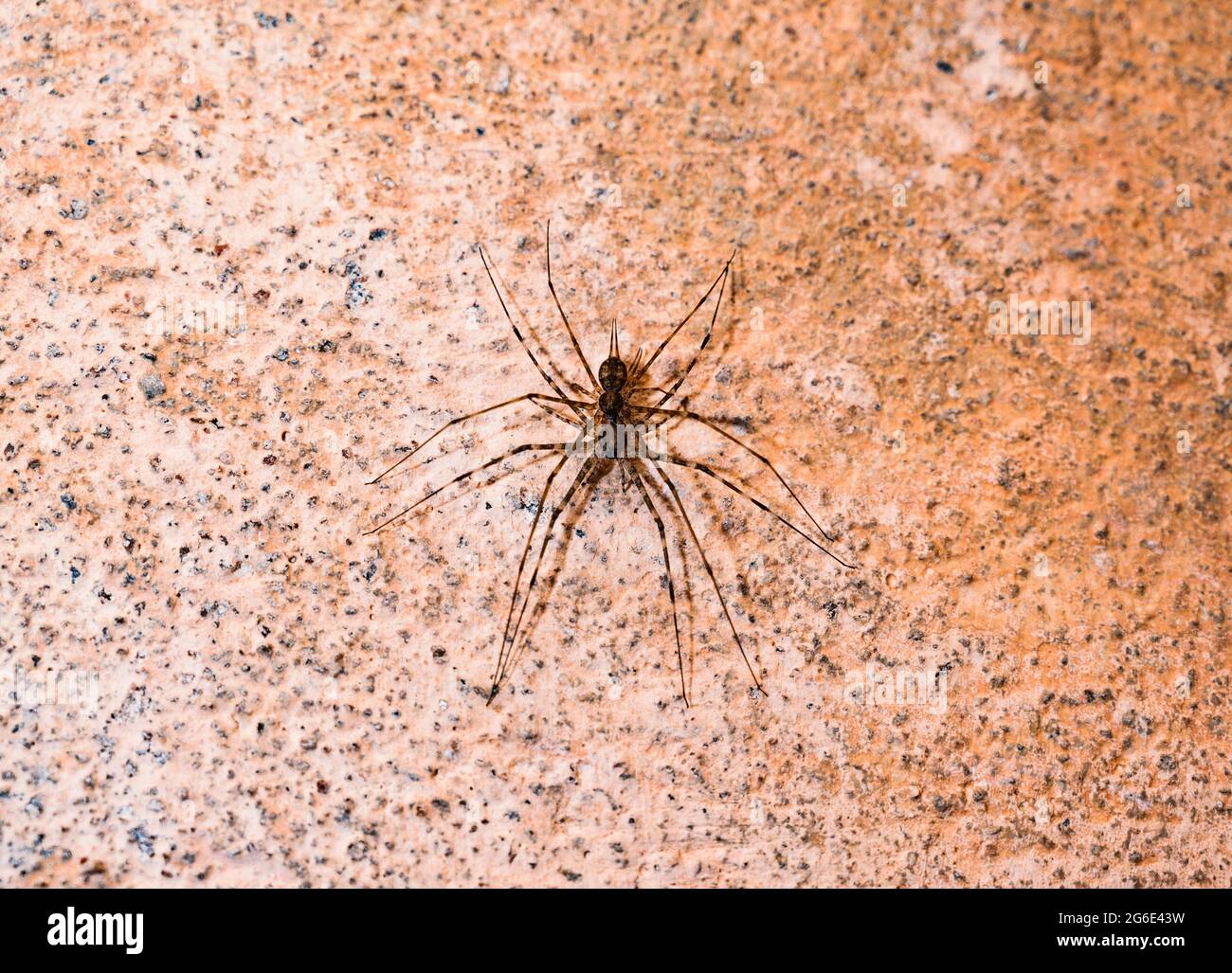 Tree trunk spiders (Family Hersiliidae) are a tropical and subtropical ...