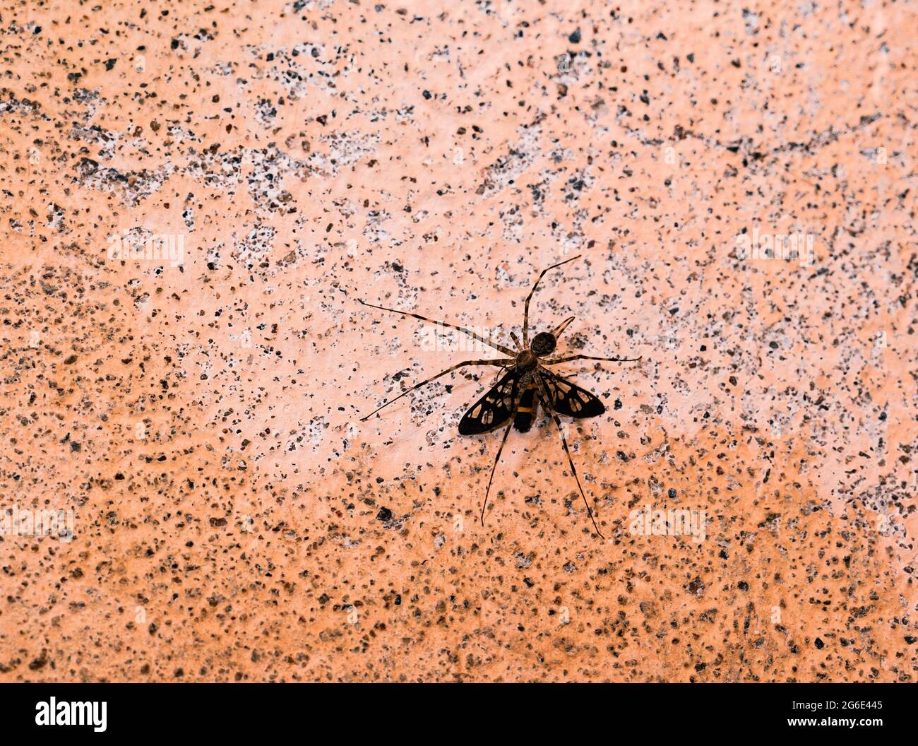 Tree trunk spiders (Family Hersiliidae) are a tropical and subtropical ...