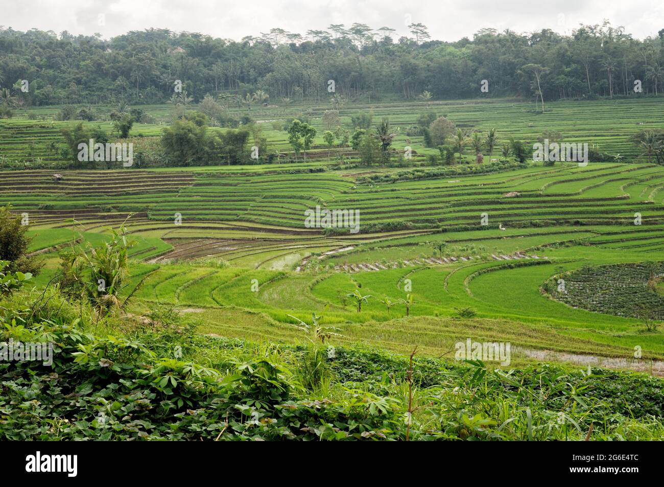 Rice terraces in the Magelang region, Java island, Indonesia Stock ...