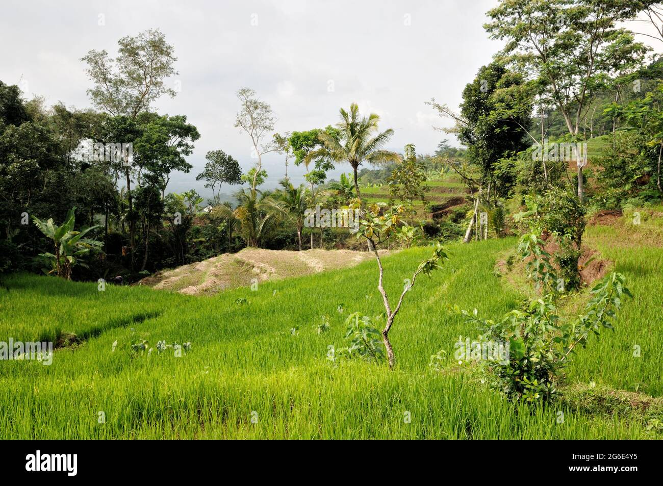 Rice fields and vegetation in the Magelang region, Java island ...