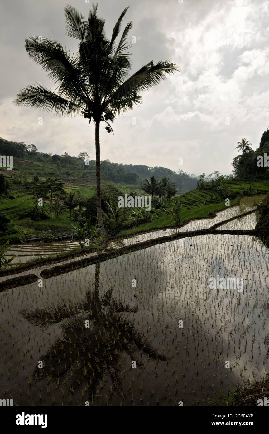 Palm trees in rice field hi-res stock photography and images - Alamy