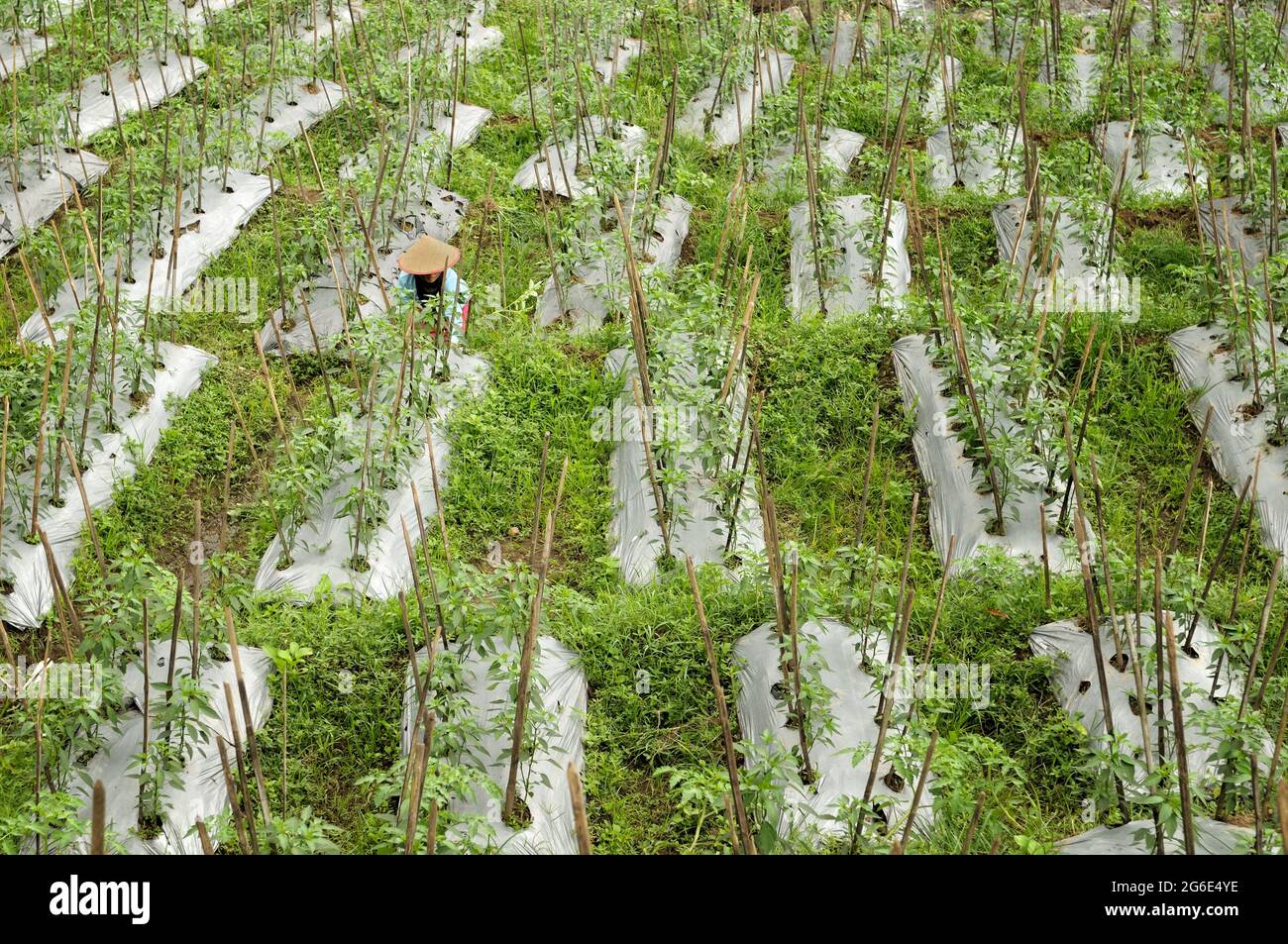 Native to java island hi-res stock photography and images - Alamy