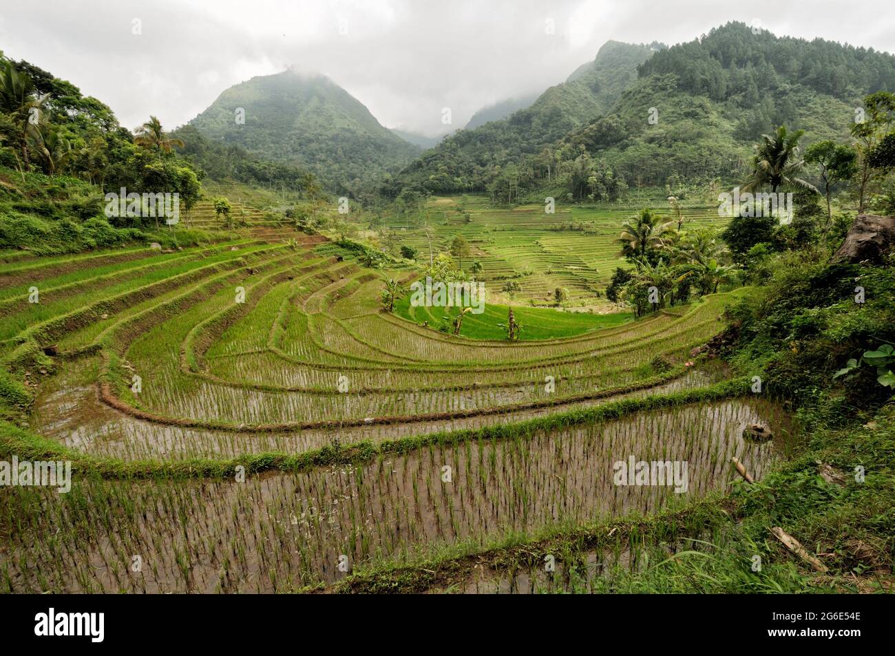 Rice fields and Javanese mountains near Magelang, Indonesia Stock Photo ...