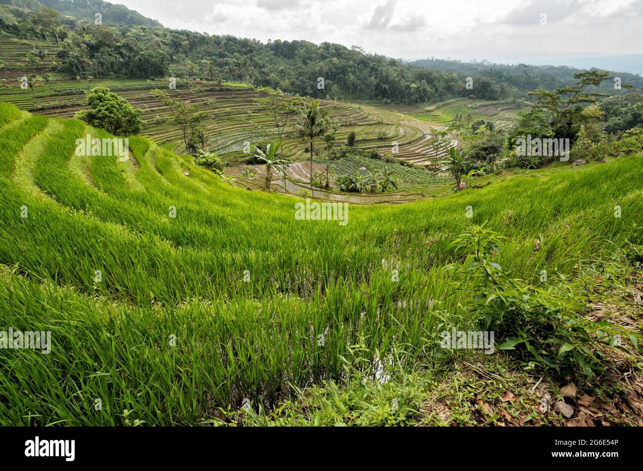 Rice fields of Java near Magelang, Indonesia Stock Photo - Alamy