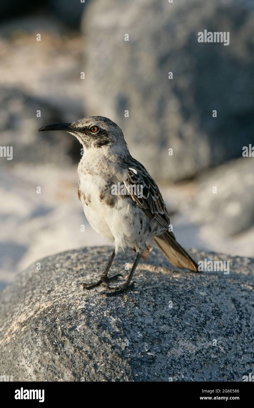 Galapagos Mockingbird, Mimus parvulus, Ecuador, South America Stock ...