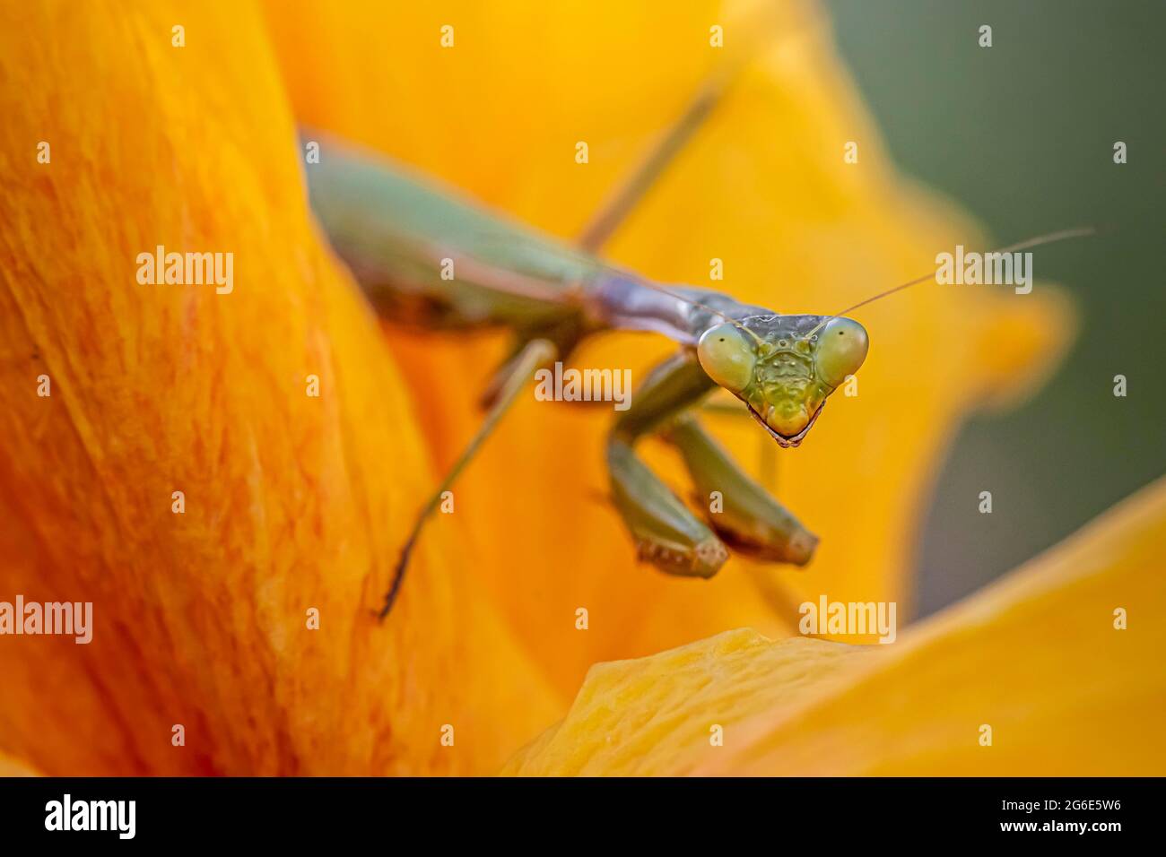 European mantis (mantis religiosa) on a flower, Paros, Aegean Sea ...