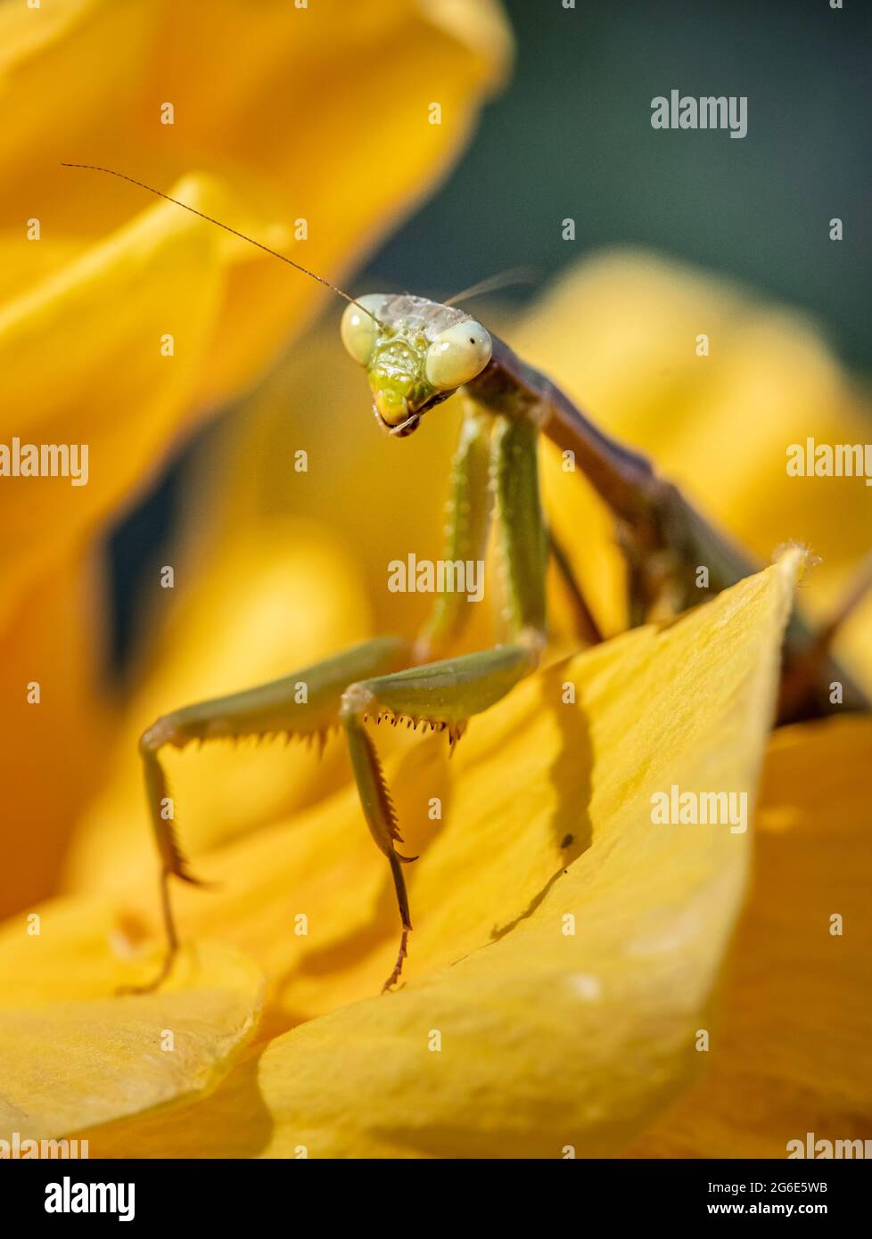 Mantis flower hi-res stock photography and images - Alamy