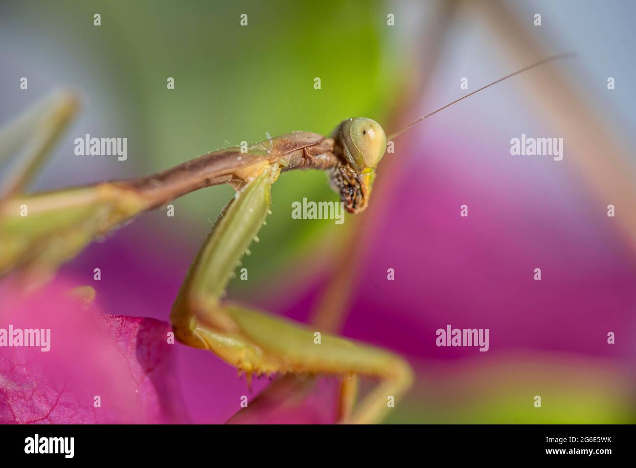 Mantis religiosa europe hi-res stock photography and images - Alamy