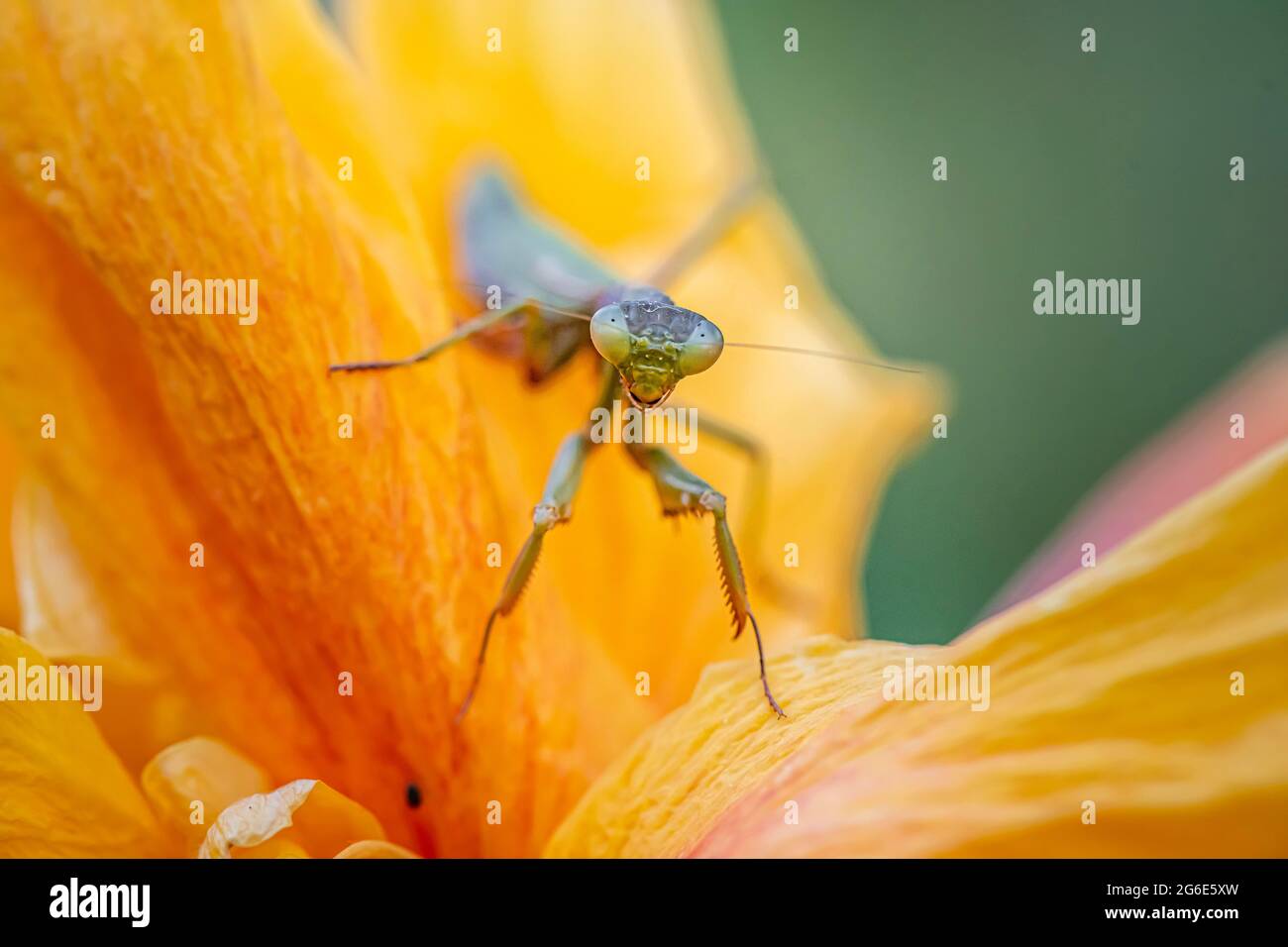 European mantis (mantis religiosa) on a flower, Paros, Aegean Sea ...