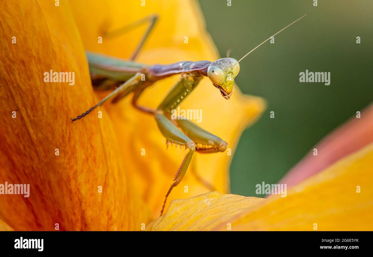 European mantis (mantis religiosa) on a flower, Paros, Aegean Sea ...