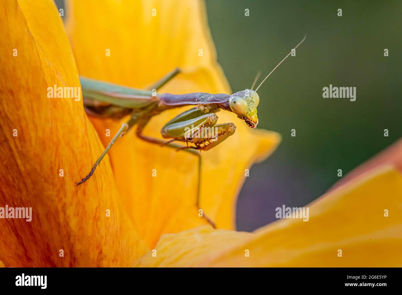 European mantis (mantis religiosa) on a flower, Paros, Aegean Sea ...