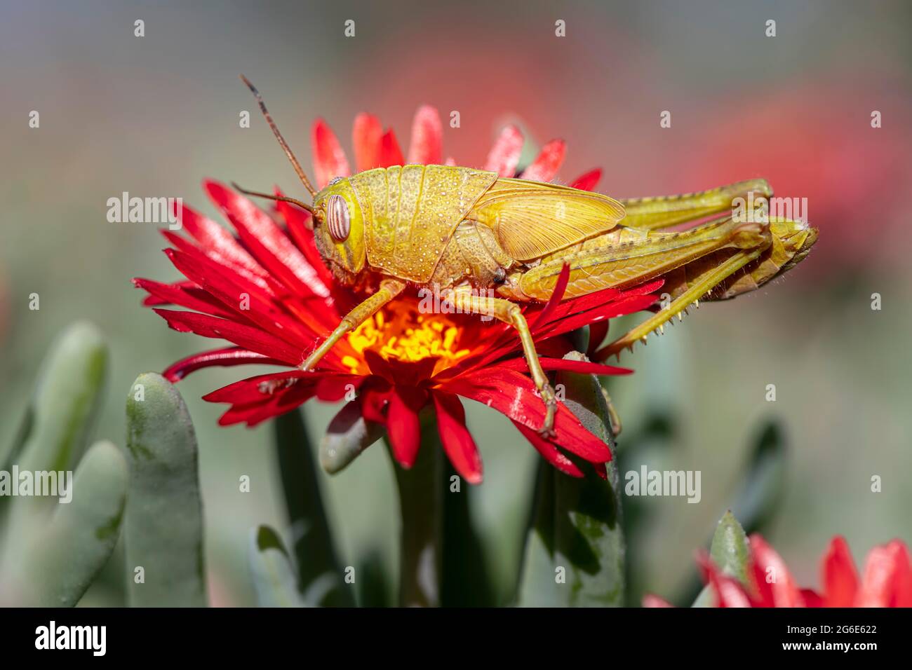 Egyptian nature hi-res stock photography and images - Alamy