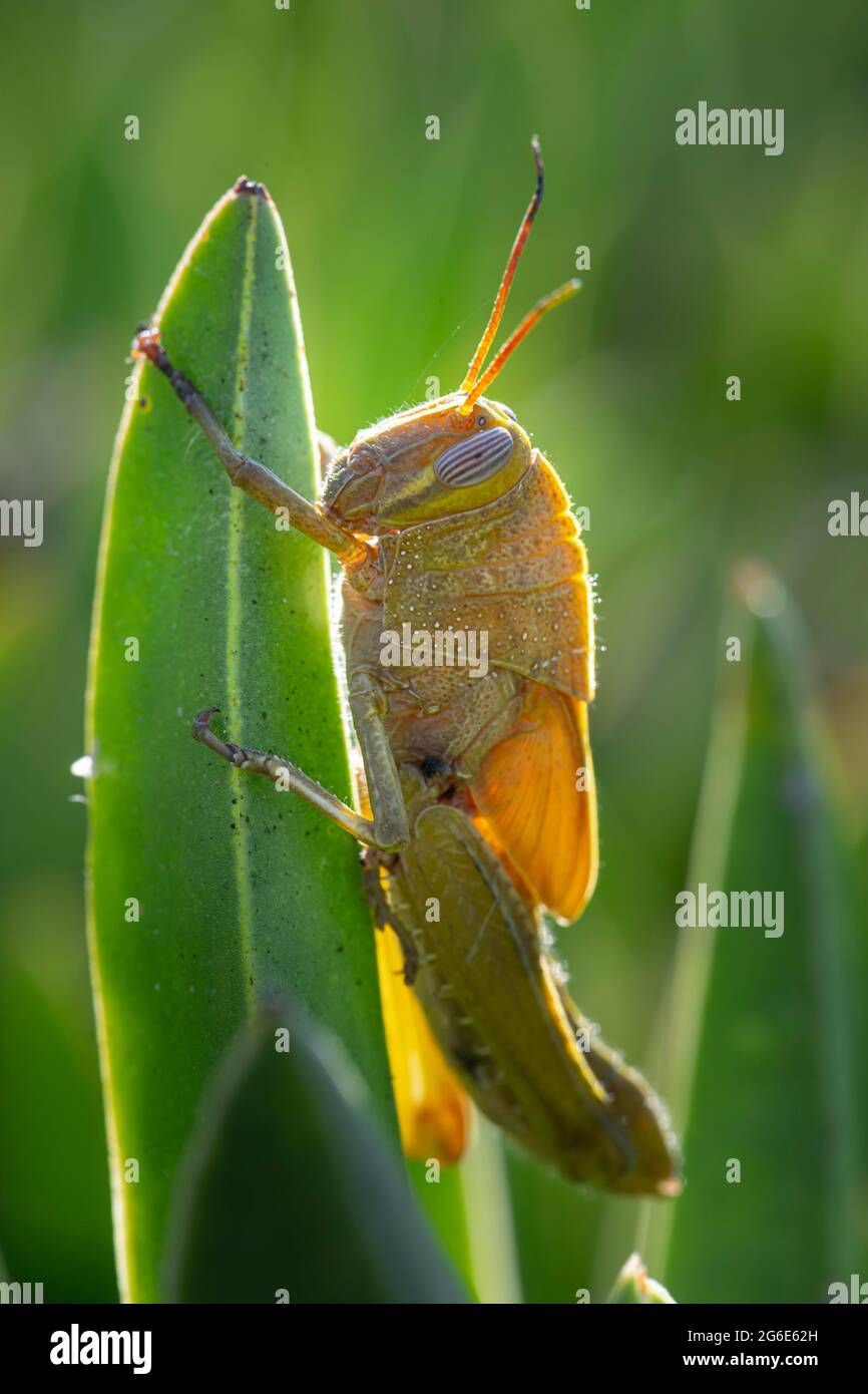 Egyptian locust (Anacridium aegyptium) on a plant, Paros, Aegean Sea ...