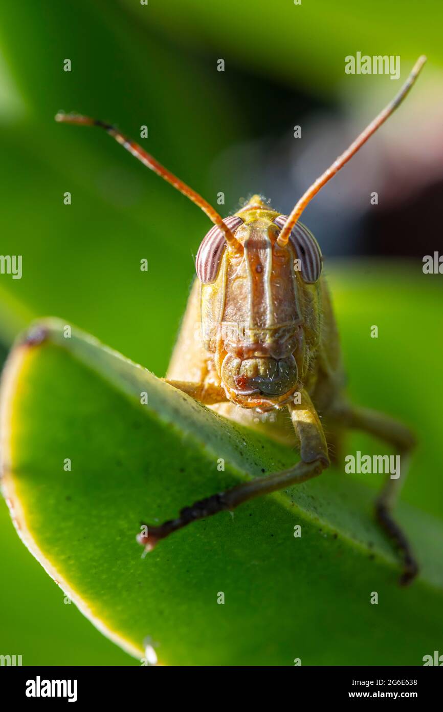 Egyptian locust (Anacridium aegyptium) on a plant, Paros, Aegean Sea ...