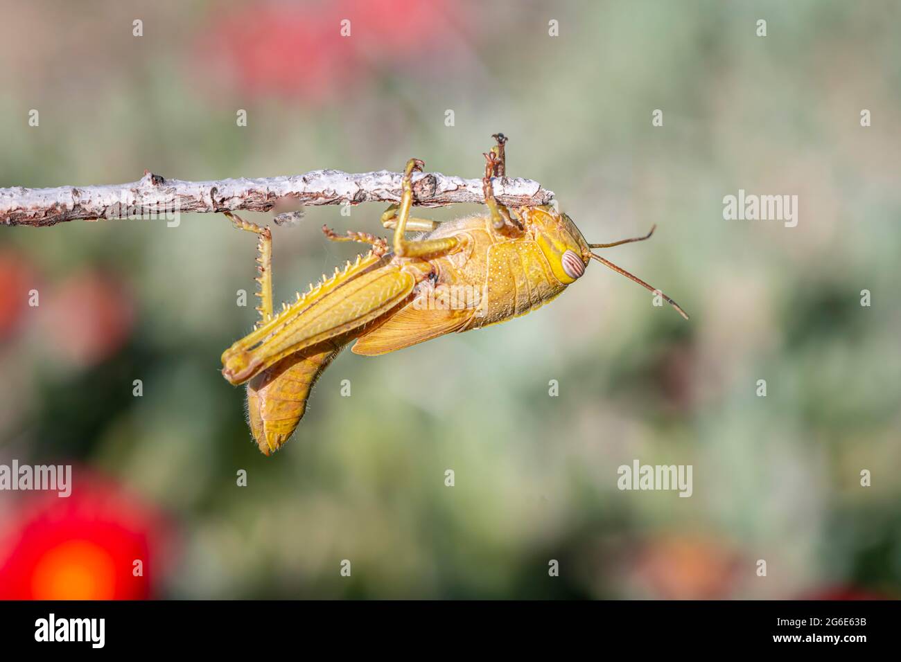 Egyptian locust (Anacridium aegyptium) on a branch Paros, Aegean Sea ...
