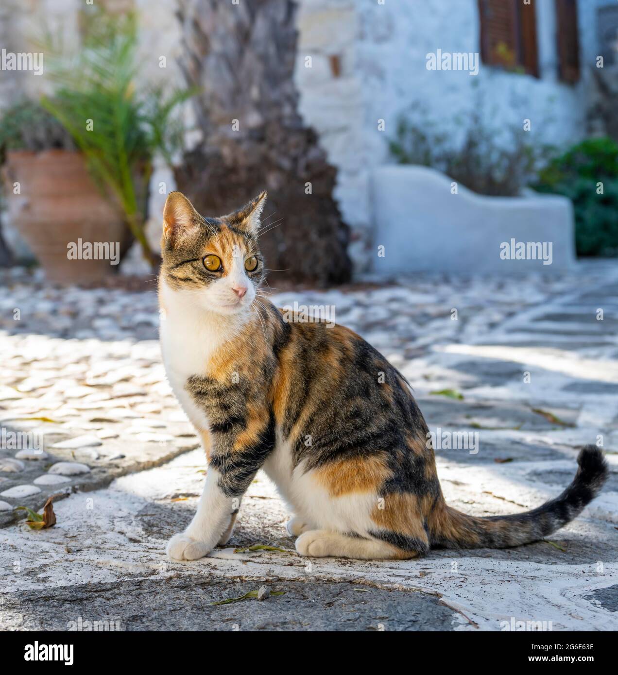 Aegean cat hi-res stock photography and images - Alamy