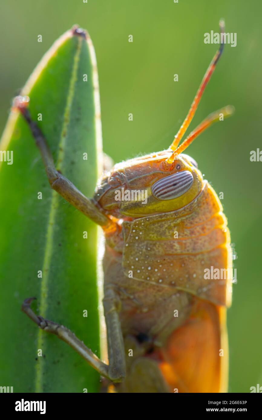 Egyptian locust (Anacridium aegyptium) on a plant, Paros, Aegean Sea ...