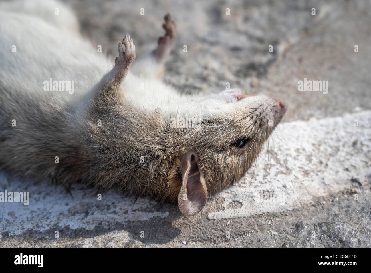 Dead rat lying on the ground, Paros, Cyclades, Aegean Sea, Greece Stock ...