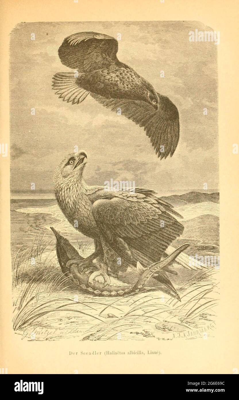 Invertebrates cartoon hi-res stock photography and images - Alamy